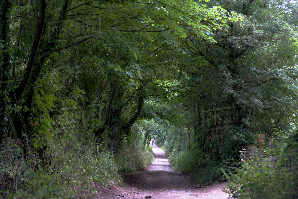 Tree-tunnel path - Royalty-free Stock Photo | Dissolve