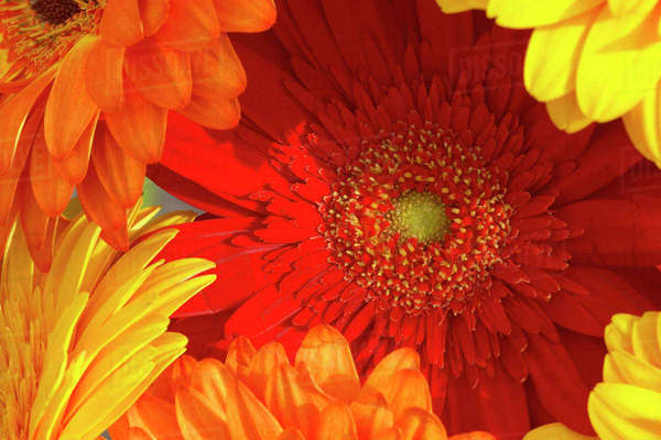 Close up of a gerberas - Royalty-free Stock Photo | Dissolve