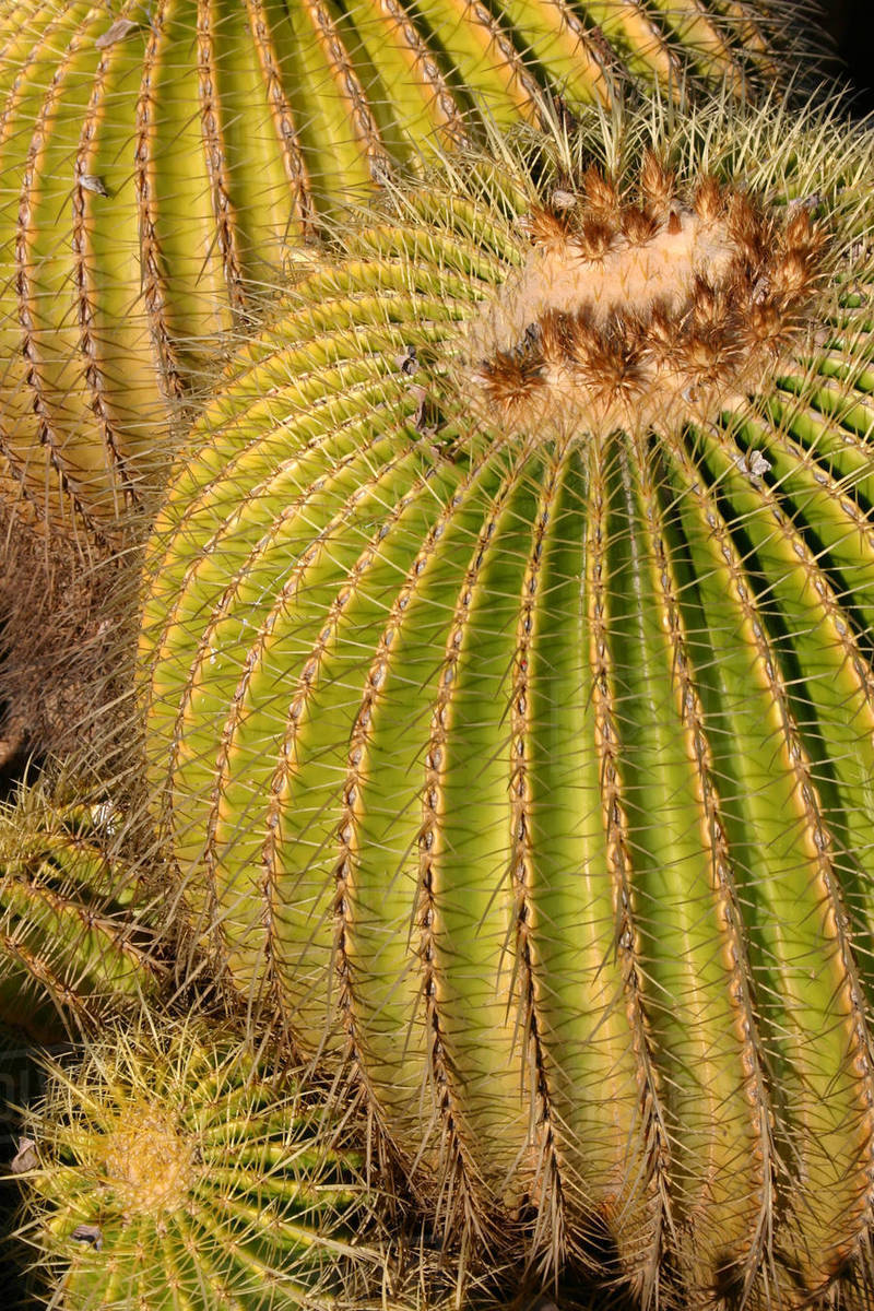 Close up of Cacti. - Royalty-free Stock Photo | Dissolve