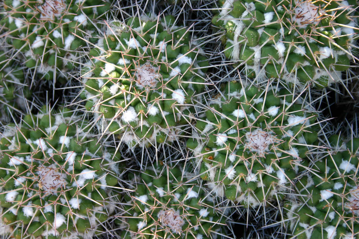 Close up of Cacti. - Stock Photo - Dissolve