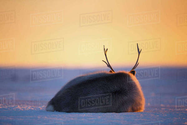 Reindeer (Rangifer tarandus) adult male, antlers in velvet, walking ...