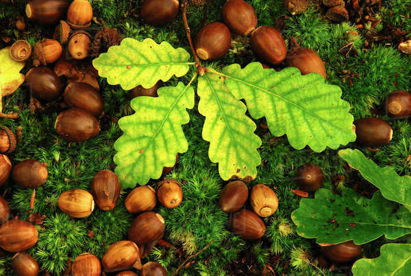 English oak tree (Quercus robur) fallen acorns and leaves on a bed of ...