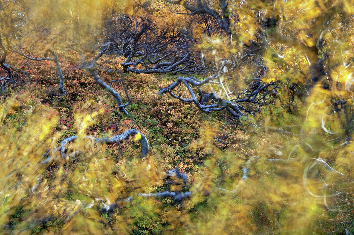 Autumnal Downy birch trees (Betula pubescens) blowing in wind ...