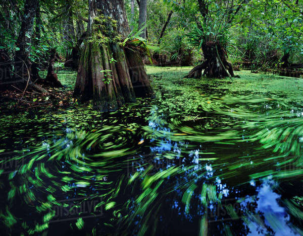 Cypress dome swamp with water surface covered with water-spangles and ...