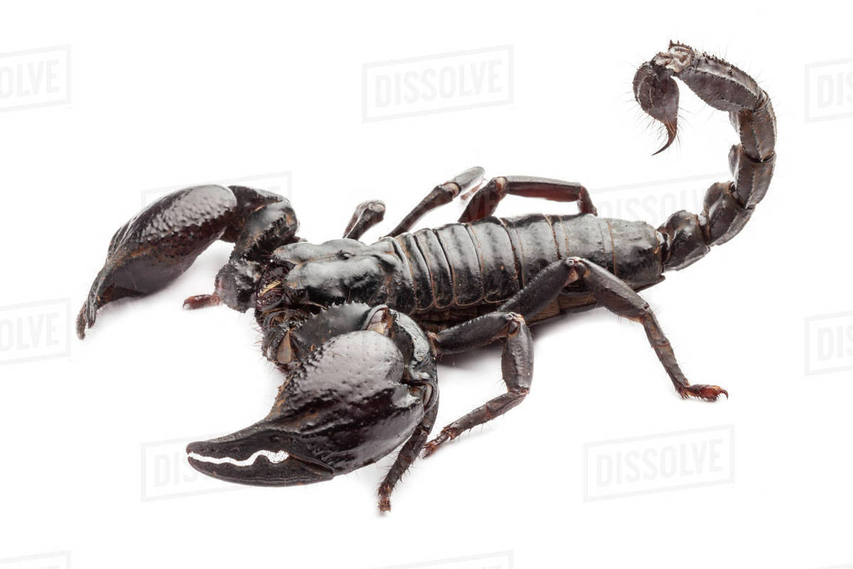 Giant Forest Scorpion (Heterometrus laoticus / longimanus). Captive ...