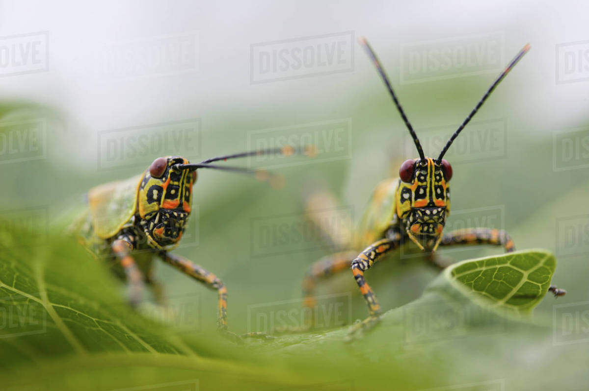 Harlequin grasshopper (Zonocerus variegatus) Democratic Republic of the ...