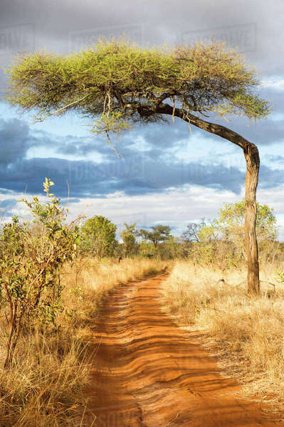 Flat-top acacia tree (Acacia abyssinica or Vachellia abyssinica) over a ...