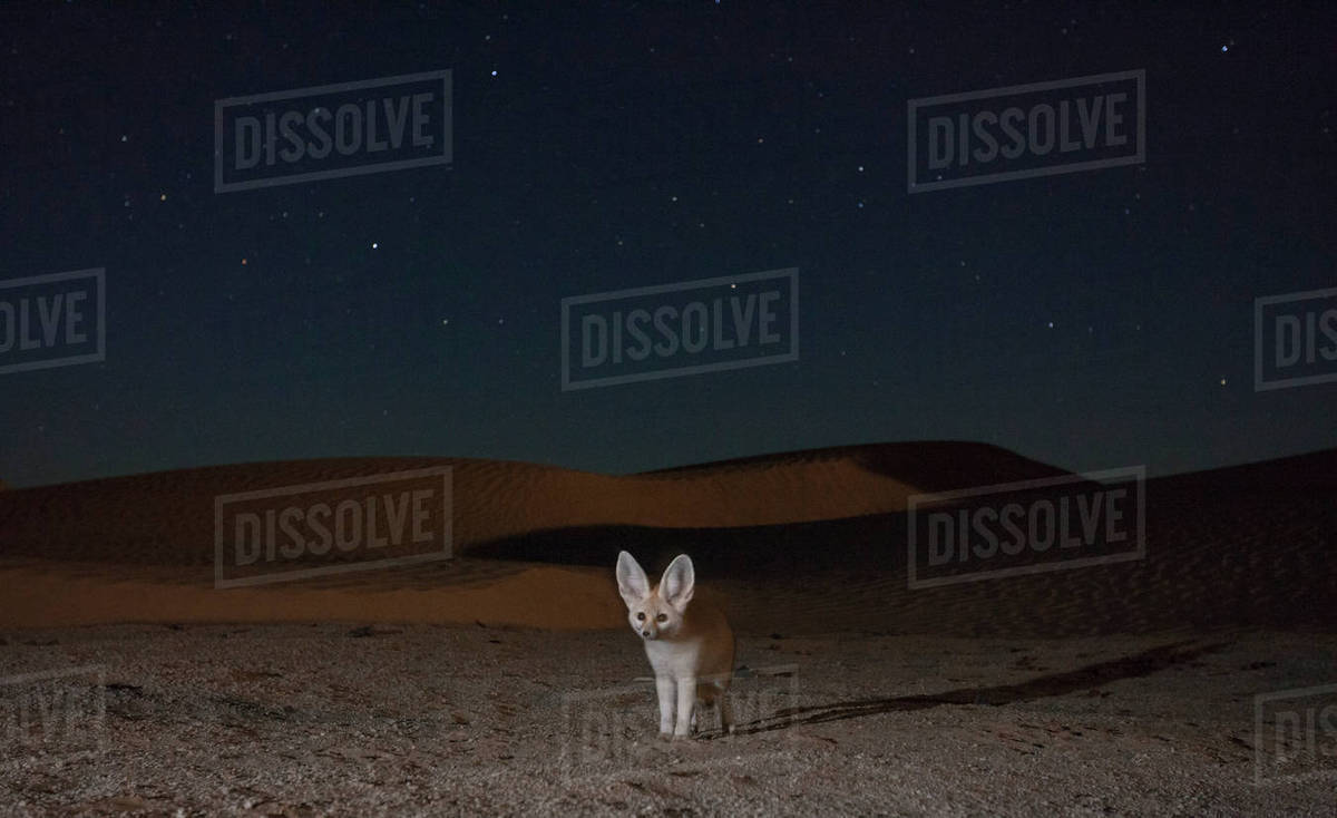 Fennec fox (Vulpes zerda) adult at night in sand dunes with starry sky ...