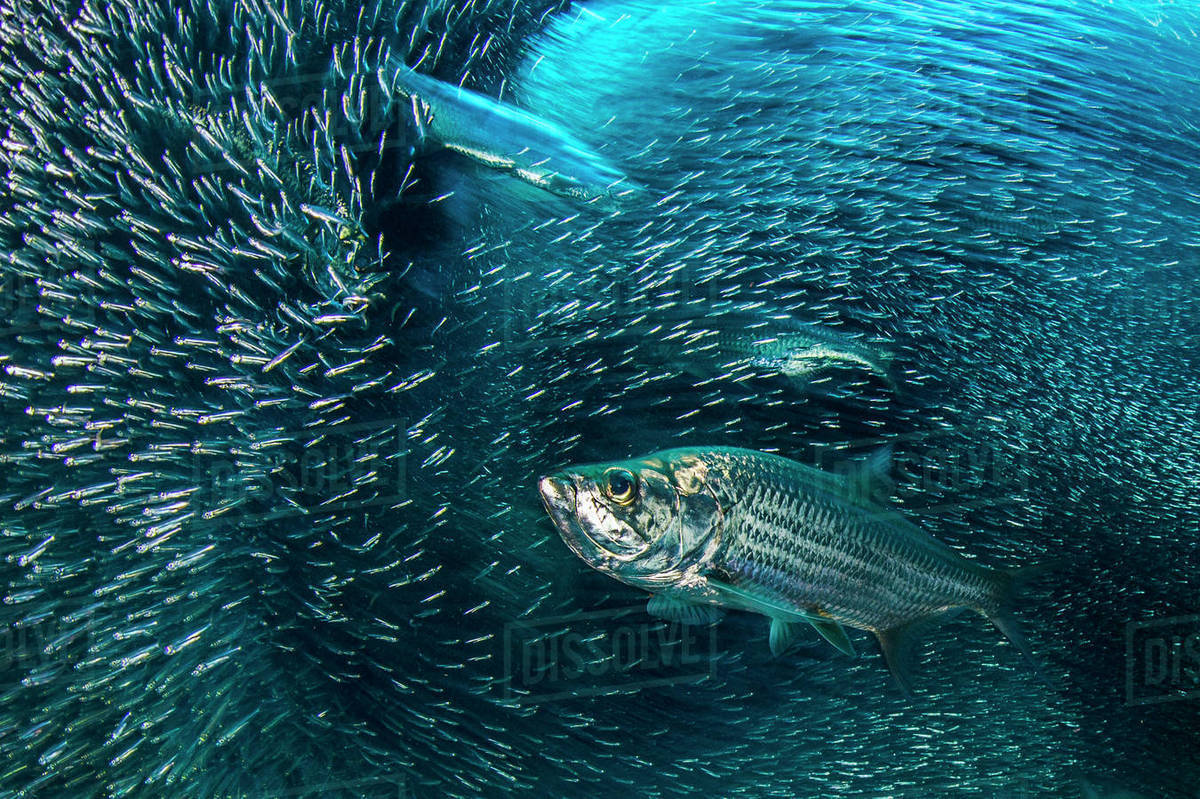 Long exposure of a group of Tarpon (Megalops atlanticus) hunting a ...