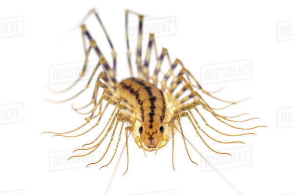 European House Centipede (Scutigera coleoptrata) found on the ceiling ...