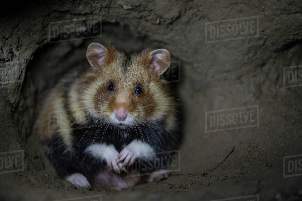European hamster (Cricetus cricetus) male, in underground burrow ...