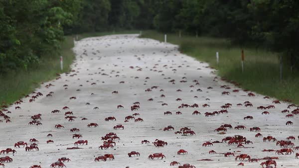 Christmas Island red crabs (Gecarcoidea natalis) migrating across road ...