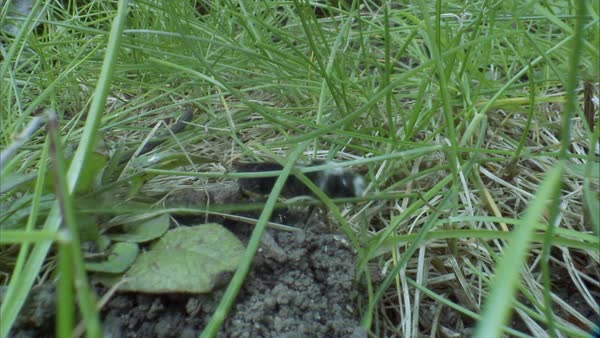 Female Ashy / Grey mining bee (Andrena cineraria) burrowing in soil ...