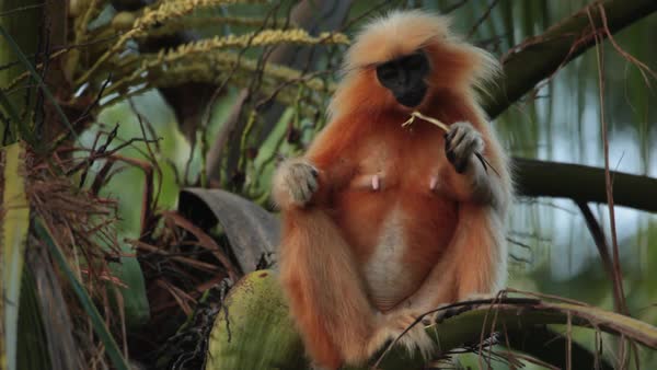 Female Golden langur (Trachypithecus geei) stripping fibres from and ...