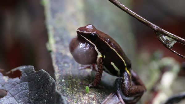 Brilliant-thighed poison-arrow frog (Allobates femoralis) croaking ...