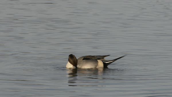 Pintail (Anas acuta) drake scratching, preening, bathing and flapping ...