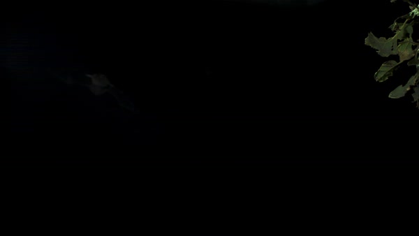 Alcathoe whiskered bat (Myotis alcathoe) in flight, Germany, captive ...