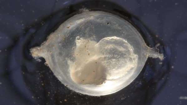 Yellow slug (Limax flavus) back lit embryo moving around in egg case ...