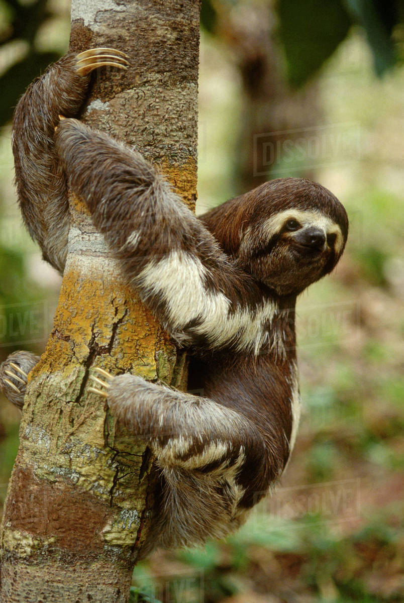 Pale throated sloth (Bradypus tridactylus) clinging to tree. Manaus ...