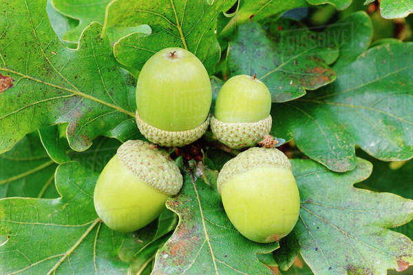 Acorns of English oak tree (Quercus robur). Cornwall, UK. - Stock Photo ...