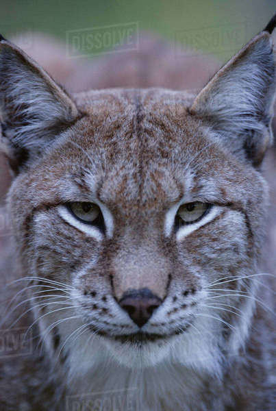 Lynx head portrait (Lynx Lynx) head portrait, captive. Sweden. - Stock ...
