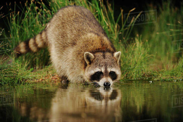 Northern Raccoon (Procyon lotor) drinking from wetland lake. Fennessey ...