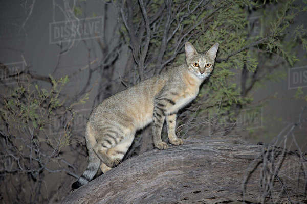 RF - African wildcat (Felis silvestris lybica) at night, Kgalagadi ...