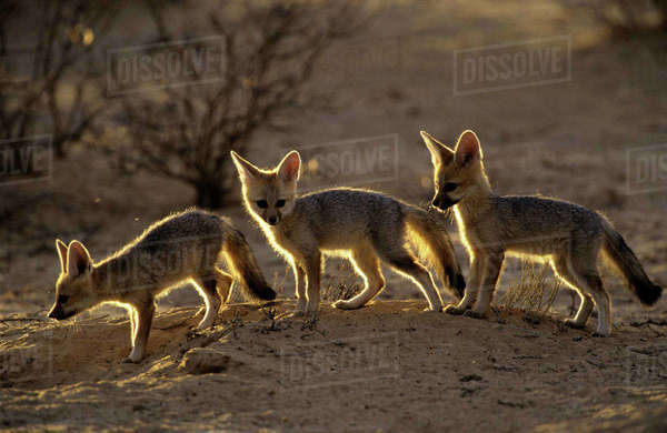 Cape fox cubs (Vulpes chama). Kgalagadi Transfrontier Park, South ...