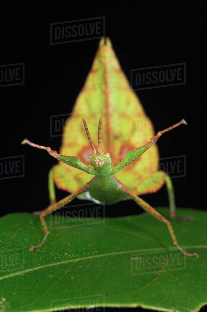 Leaf Insect (Phyllinae) female. Mt Kinabalu, Sabah, Borneo. - Stock ...