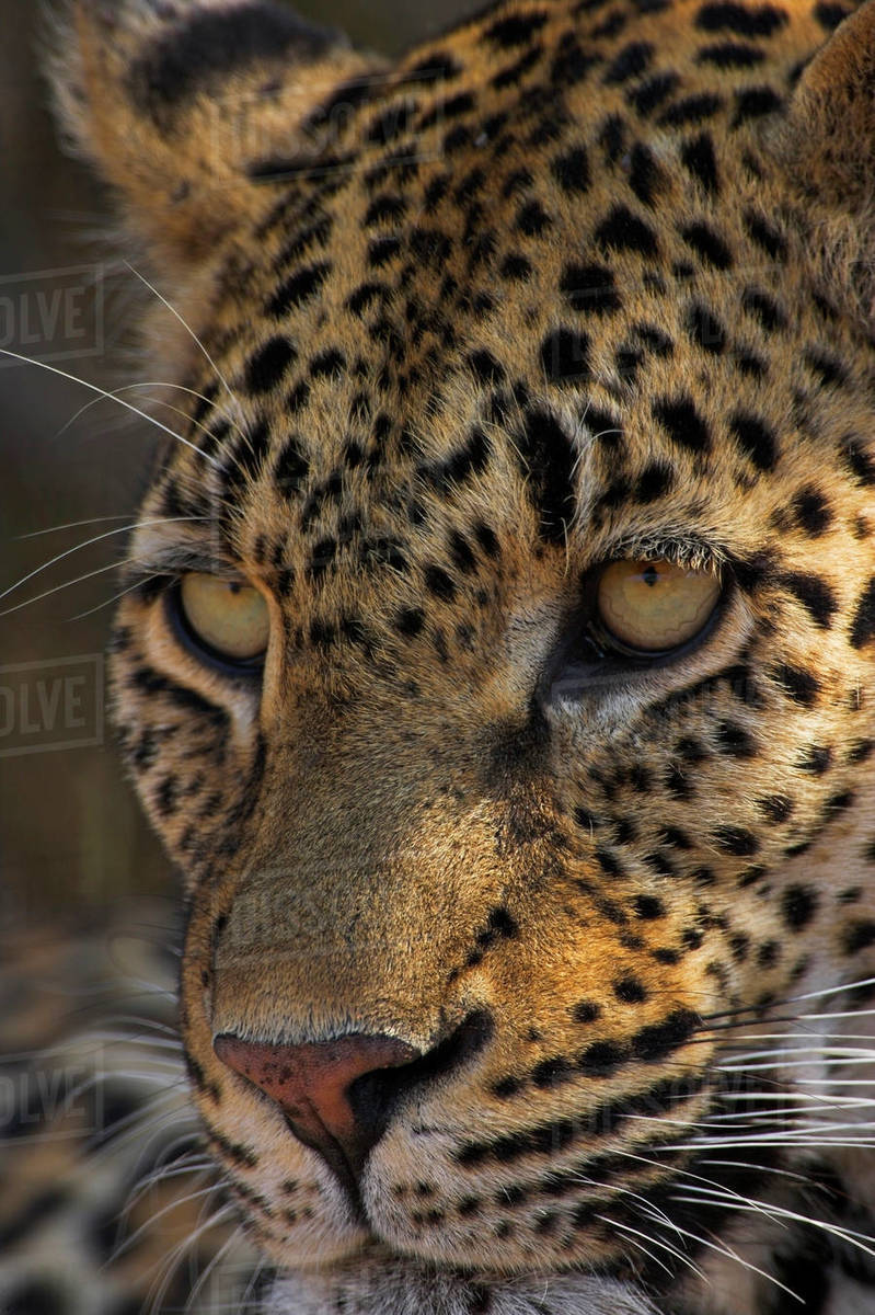 Leopard (Panthera pardus) face portrait, South Africa. - Royalty-free ...