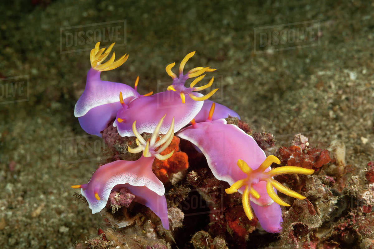Group of Nudibranchs (Hypselodoris / Chromodoris Bullocki) mating and ...