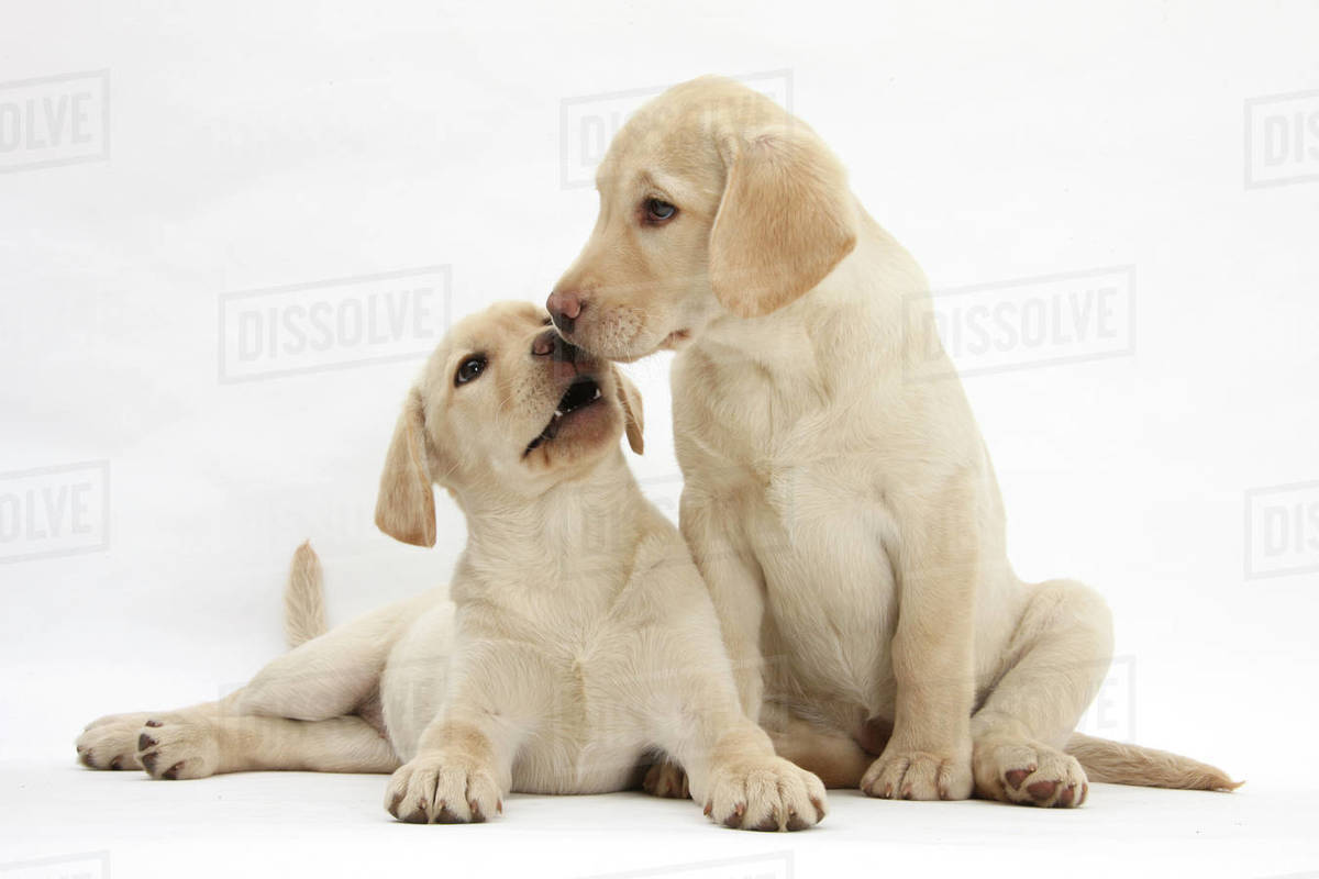 Yellow Labrador Retriever puppies, 10 weeks, touching noses. - Stock ...
