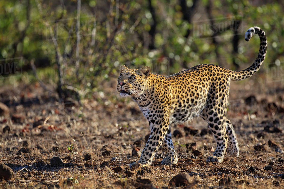 A young male African Leopard (Panthera pardus pardus) looking up ...