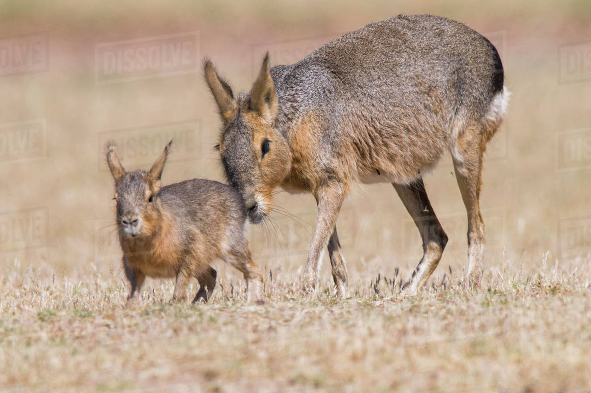 Patagonian mara / cavy (Dolichotis patagonum) with young, Valdes ...