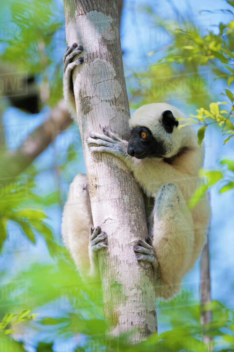 Verreaux's sifaka (Propithecus verreauxi) in Kirindy forest, Morondava ...