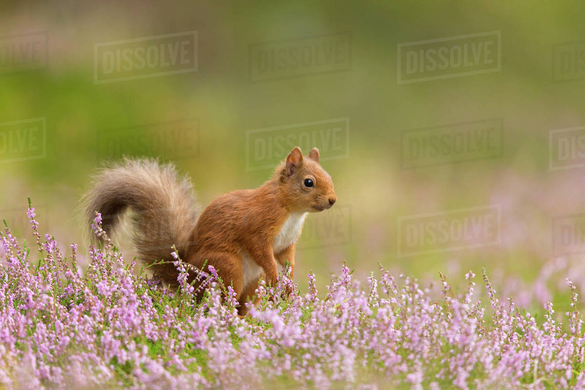 Red squirrel (Sciurus vulgaris) in summer coat amongst heather ...