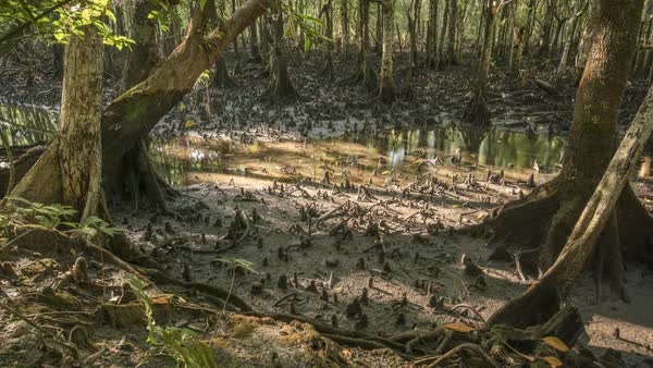 Timelapse of the tide rising in a Mangrove (Rhizophora) forest ...