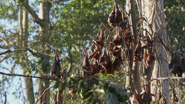 Little red flying foxes (Pteropus scapulatus) grooming themselves at ...