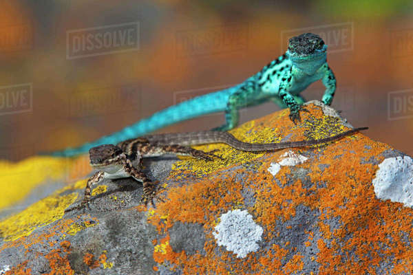 Clarion Lizard (Urosaurus clarionensis) displaying, IUCN Vulnerable ...