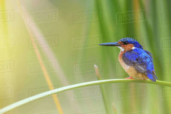 Madagascar / Malagasy kingfisher (Alcedo vintsioides) perching ...