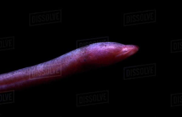 Blind cave eel (Ophisternon candidum), Cape Range National Park ...