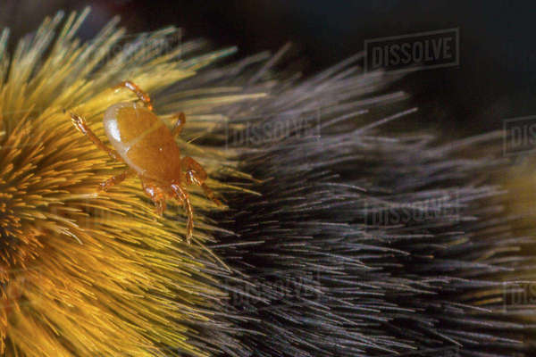 Bumblebee mite (Parasitus fucorum) in fur of Buff-tailed bumblebee ...