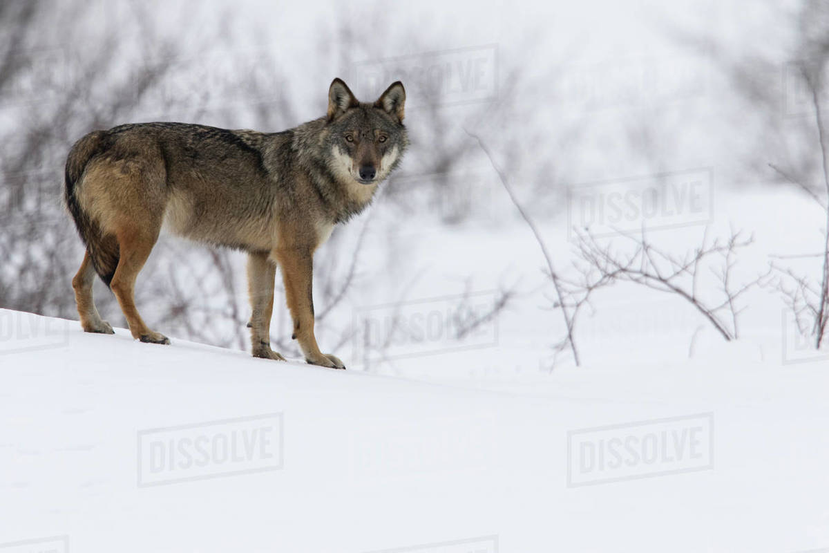 Wild Apennine wolf (Canis lupus italicus) in snowy landscape. Central ...