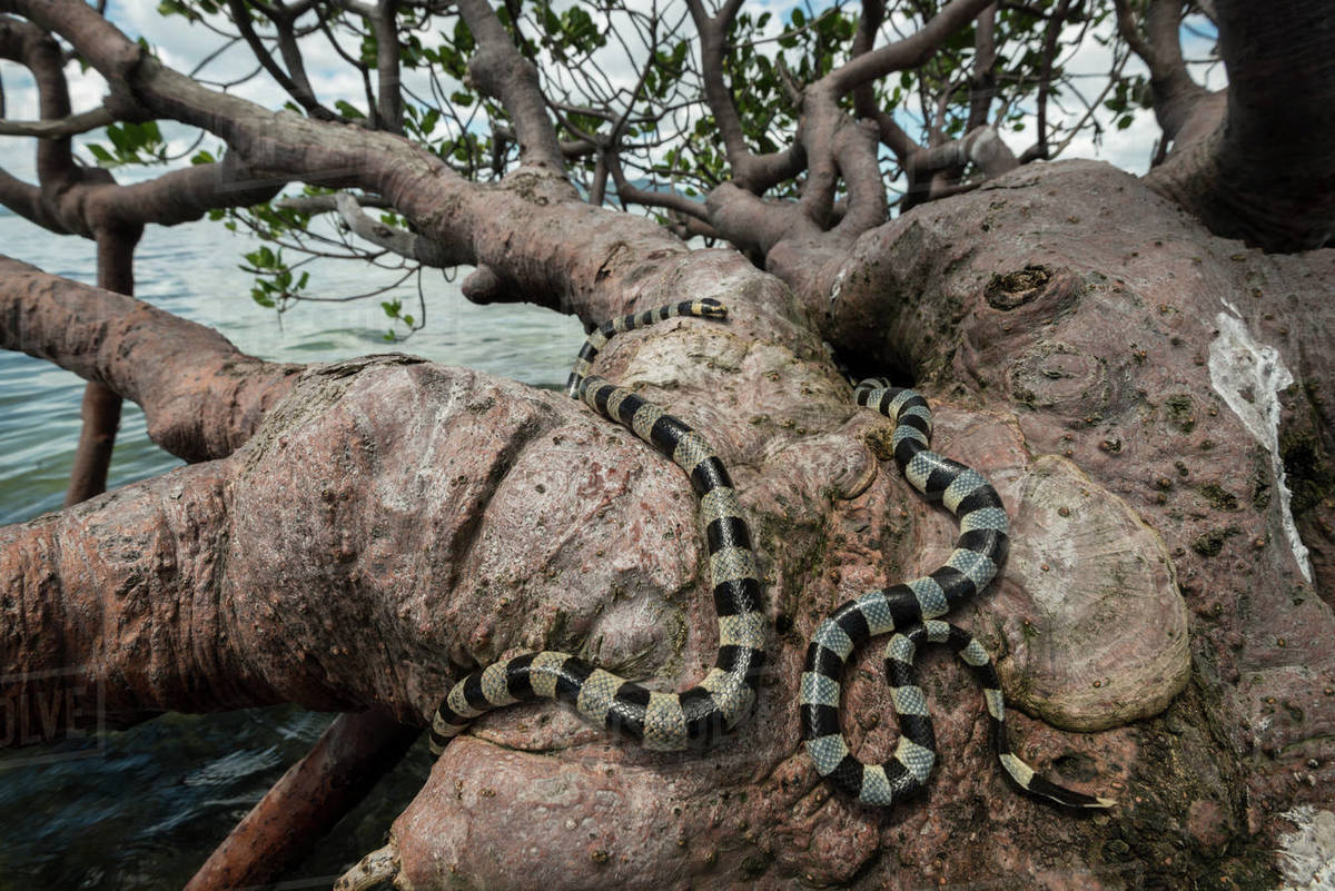 Banded sea kraits (Laticauda colubrina) in mangrove tree at low tide ...