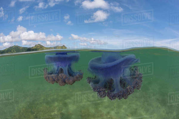 Split level of Purple crown jellyfish (Netrostoma setouchina) in ...
