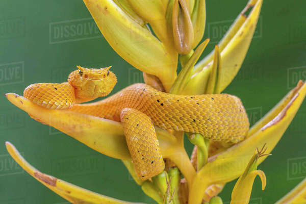 Eyelash viper (Bothriechis schlegelii) waiting on Heliconia flower ...