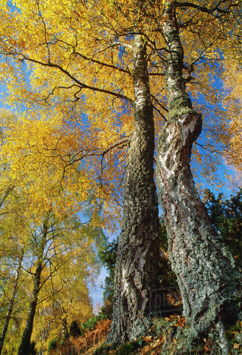 Silver Birch (Betula pendula) in autumn, Craigellachie National Nature ...