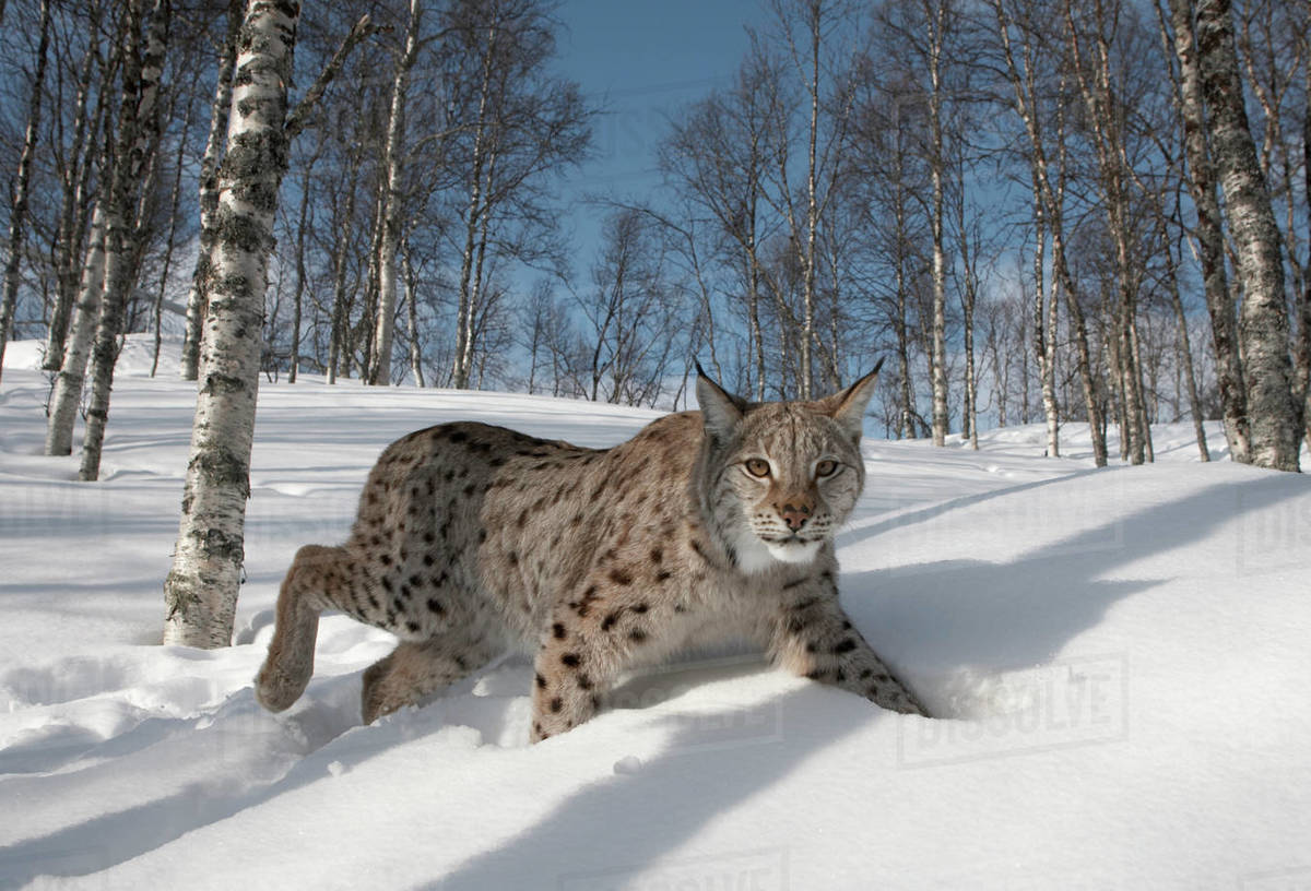 European lynx (Lynx lynx) adult female walking in deep snow in winter ...
