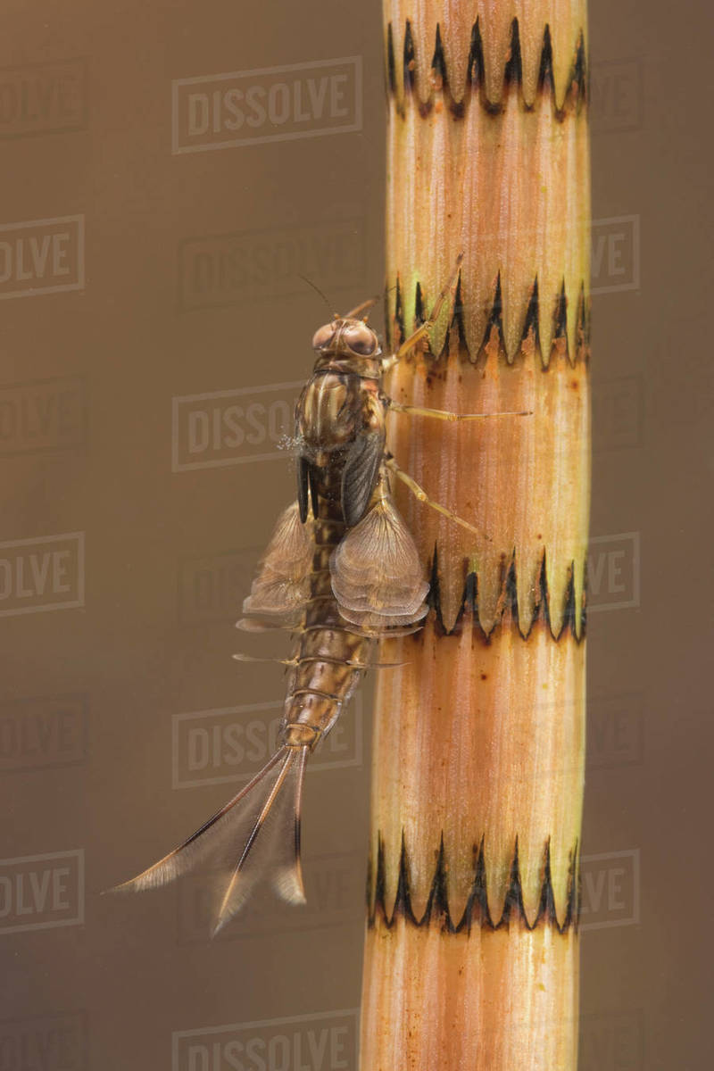 Summer mayfly nymph (Siphlonurus lacustris), Europe, May. Controlled ...