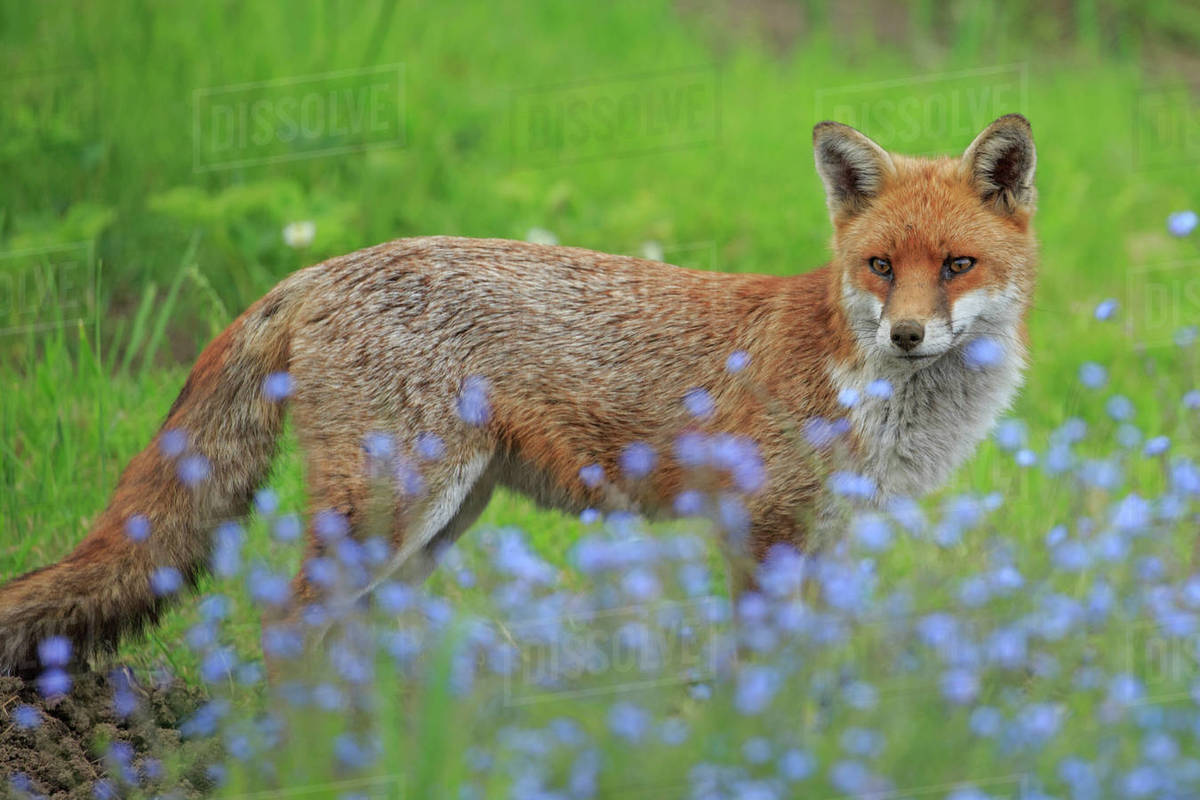 Red Fox (Vulpes vulpes) urban Cardiff, Wales. May. - Stock Photo - Dissolve